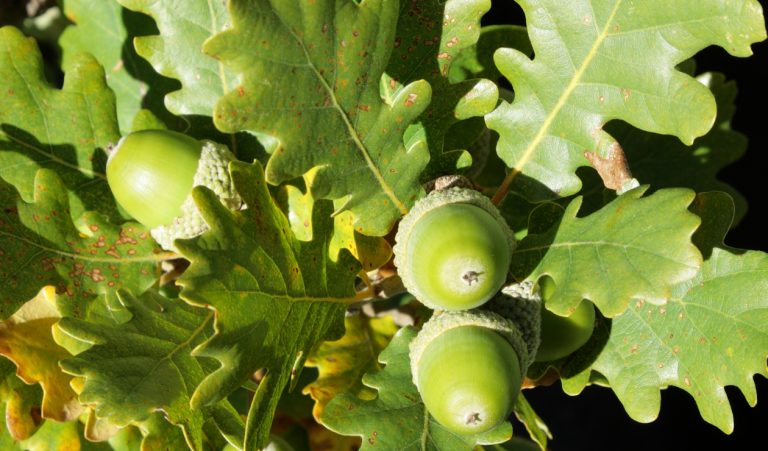 Comment faire pousser des arachides dans votre potager