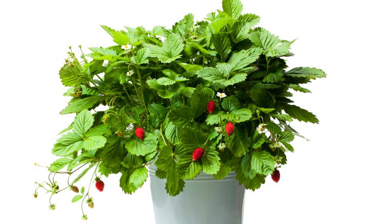 Cultiver des petits fruits en pot
