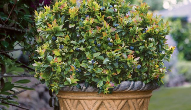 Cultiver des petits fruits en pot