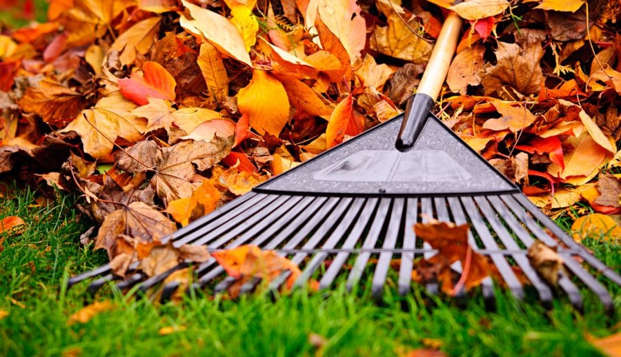 Tout savoir sur la fertilisation de la pelouse | Conseils de pro Vertdure