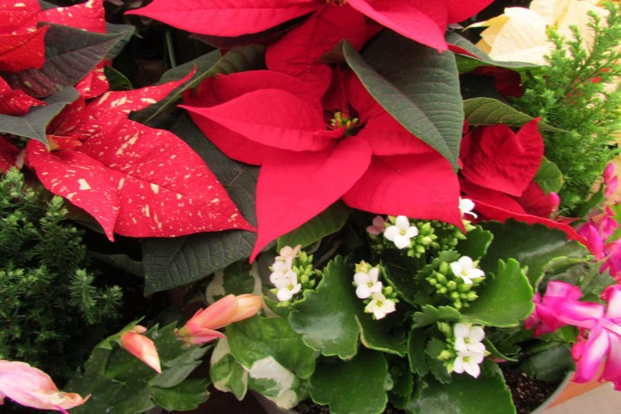 Comment prendre soin de son poinsettia