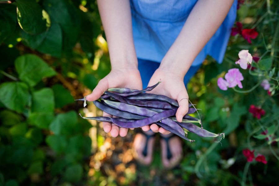 Cultiver des petits fruits en pot