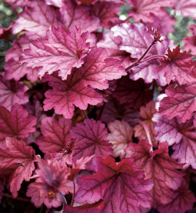 Comment concevoir un jardin d'ombre et quelles plantes choisir