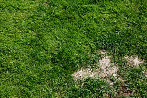 Comment aider votre gazon à verdir au printemps | Conseils de pro Vertdure