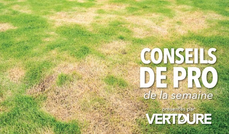 Pelouse jaunie : comment passer du jaune au vert? - Du jardin dans ma vie