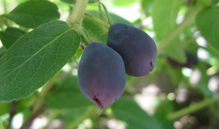 Cinq arbustes fruitiers faciles à faire pousser