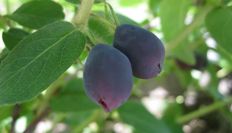 Cultiver des petits fruits en pot