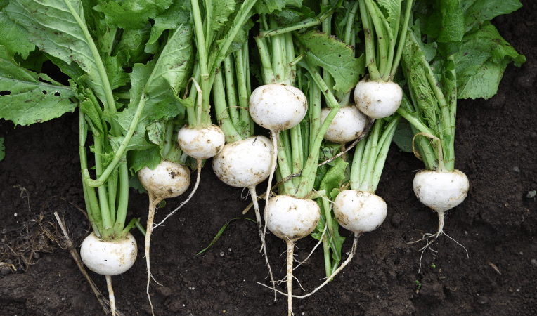 Cultiver le navet : plantation, entretien et récolte - Du jardin dans ...
