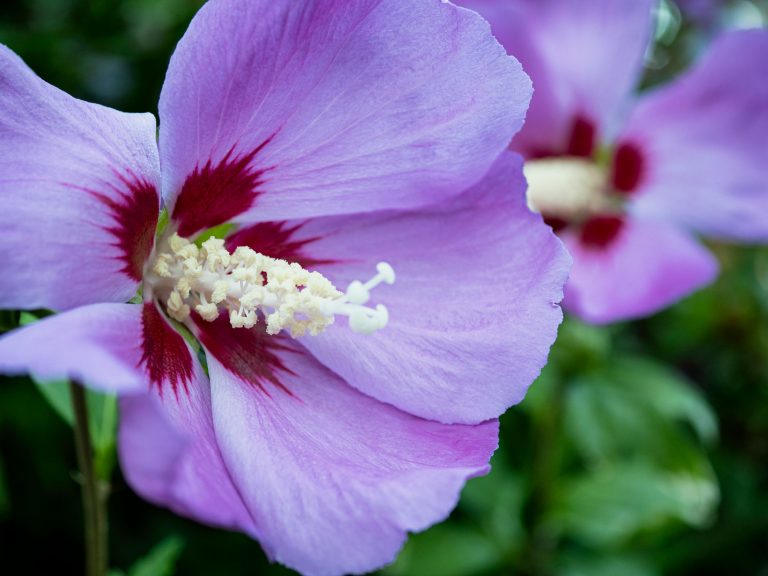 Tout savoir sur l’hibiscus vivace - Du jardin dans ma vie