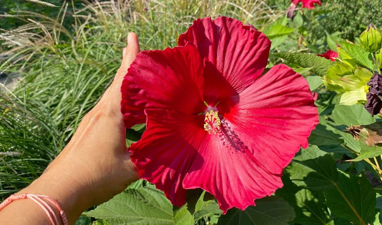 Tout savoir sur l’hibiscus vivace - Du jardin dans ma vie