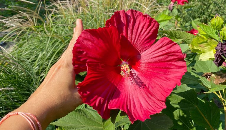 Comment réussir son jardin tropical au Québec?