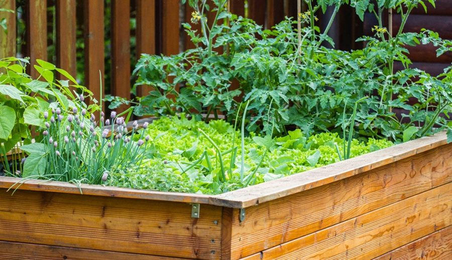 5 plans de potager à télécharger pour un jardin productif