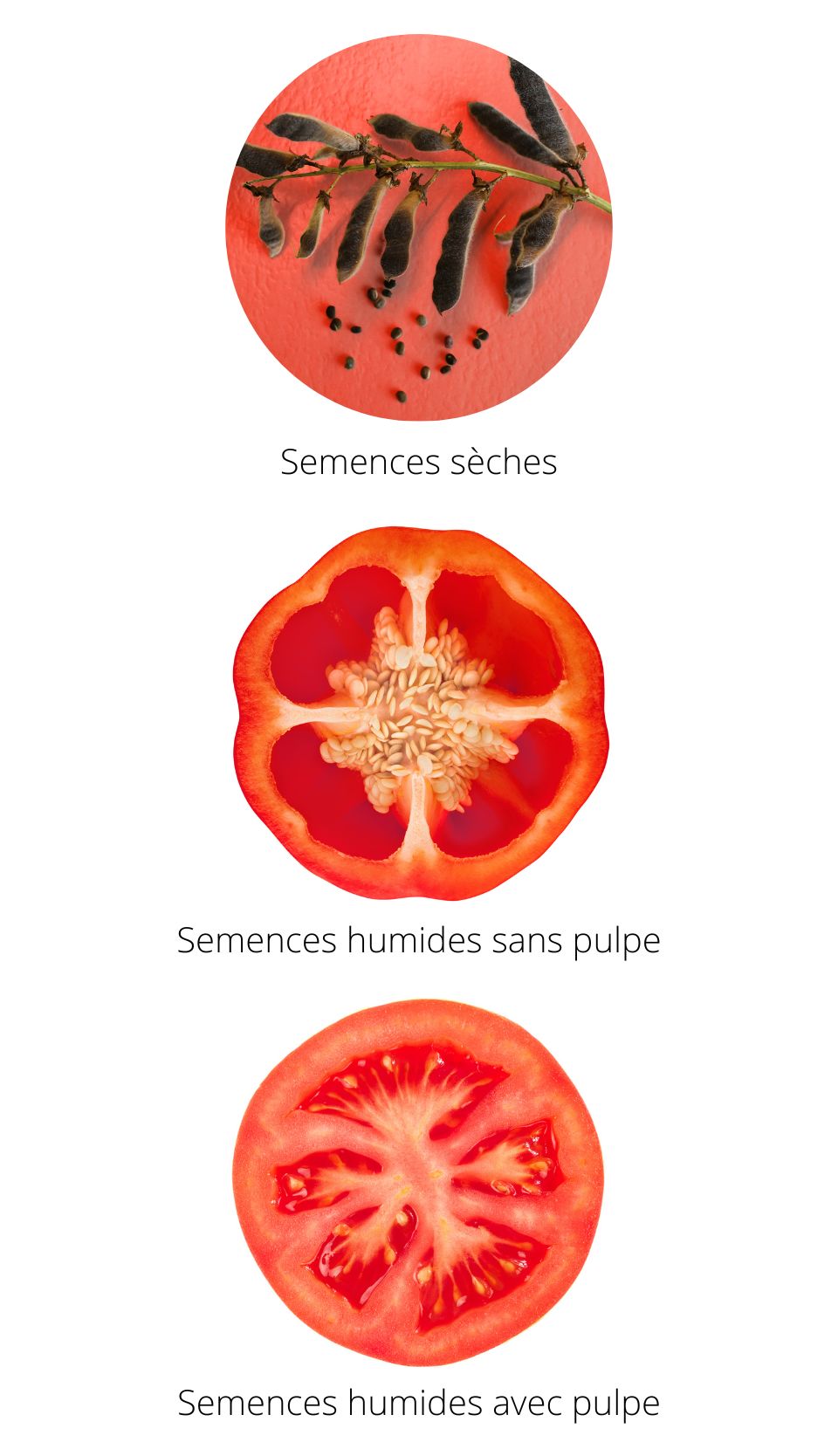 Comment récolter les semences? Notre guide complet