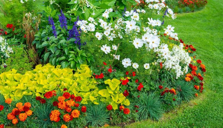 Réaliser une plate-bande en 3 étapes simples - Du jardin dans ma vie