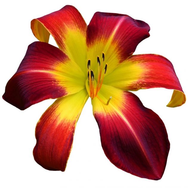 5 plantes à grosses fleurs à cultiver dans votre jardin