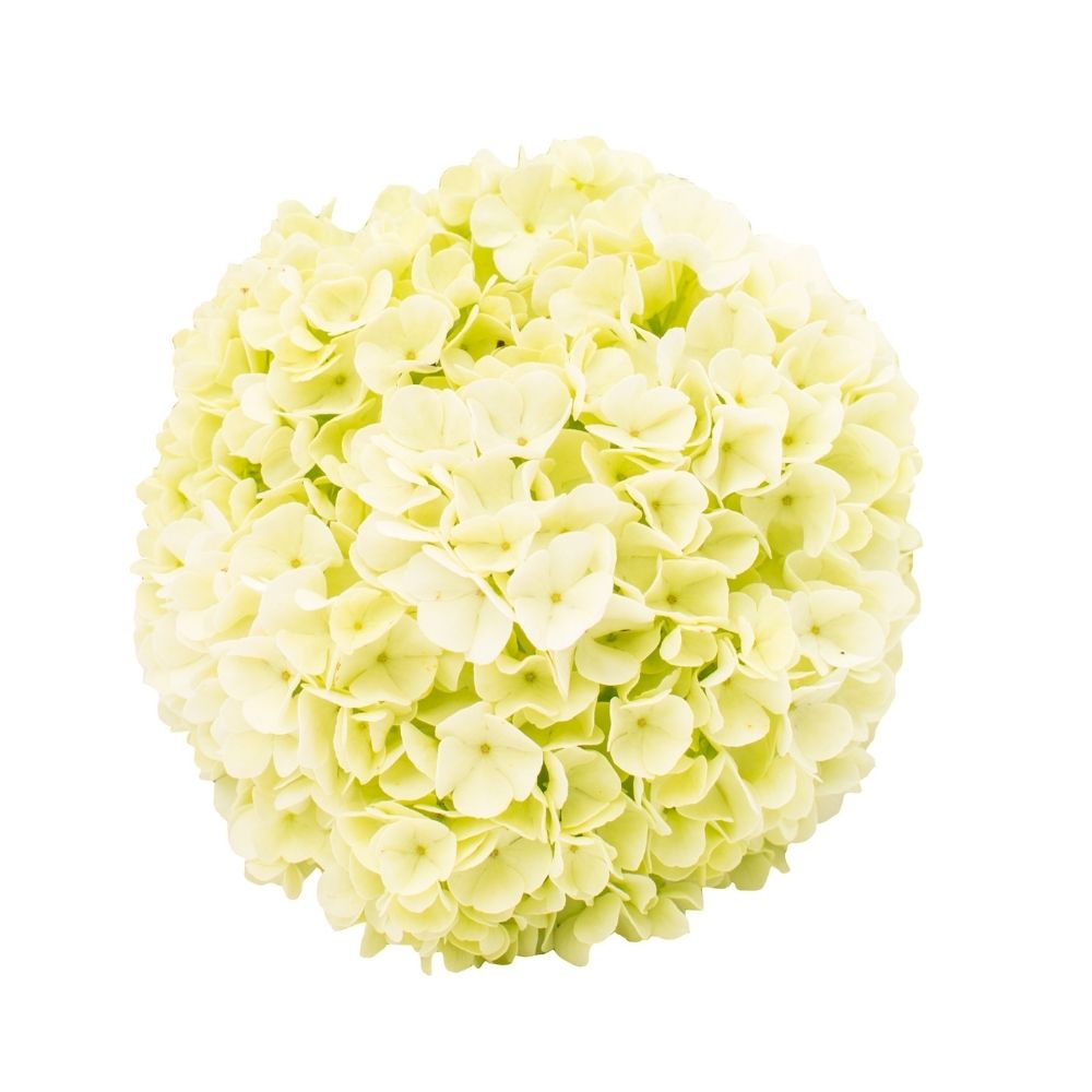 5 plantes à grosses fleurs à cultiver dans votre jardin