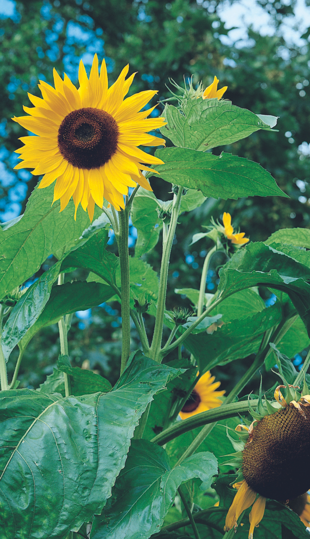 5 plantes à grosses fleurs à cultiver dans votre jardin