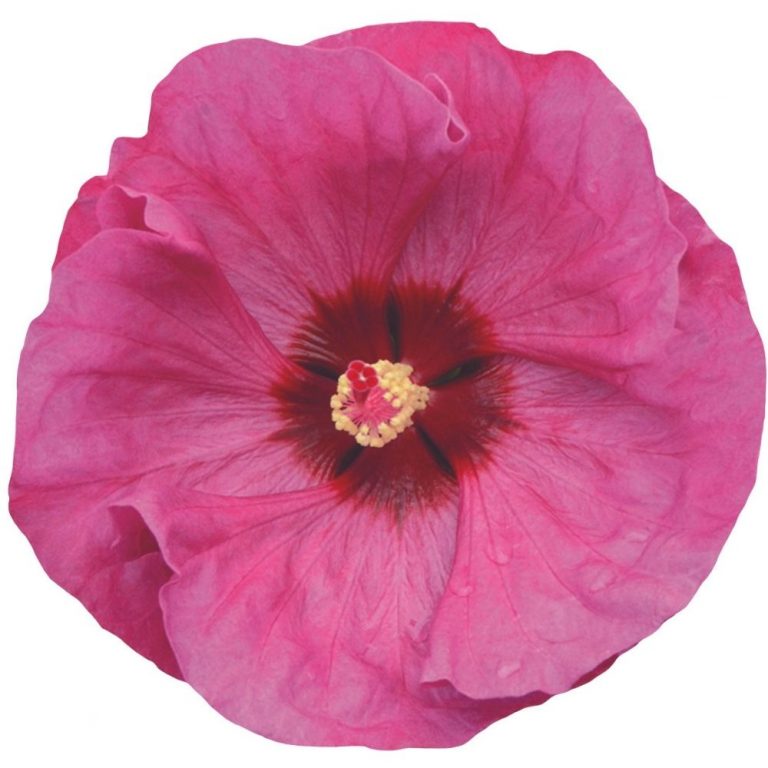 5 plantes à grosses fleurs à cultiver dans votre jardin