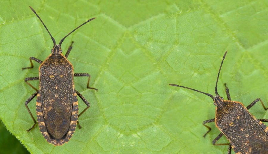 Le luffa ou tout savoir sur la courge éponge