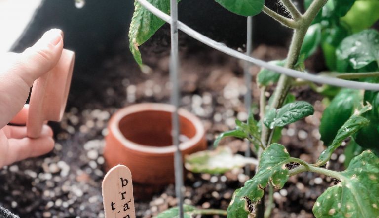 Le luffa ou tout savoir sur la courge éponge