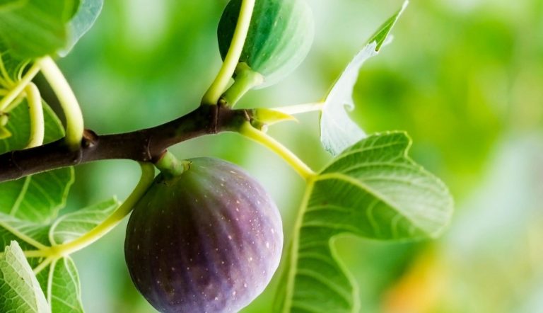 Cultiver des petits fruits en pot