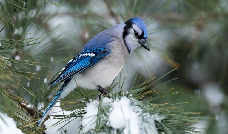 Nos meilleures astuces pour attirer les oiseaux en hiver