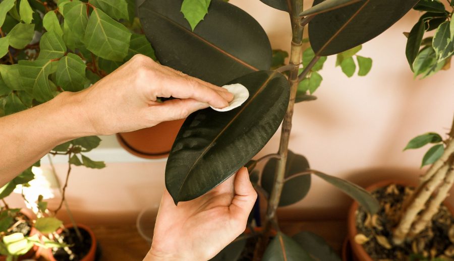 Ma plante est malade mais je ne sais pas ce qu’elle a!