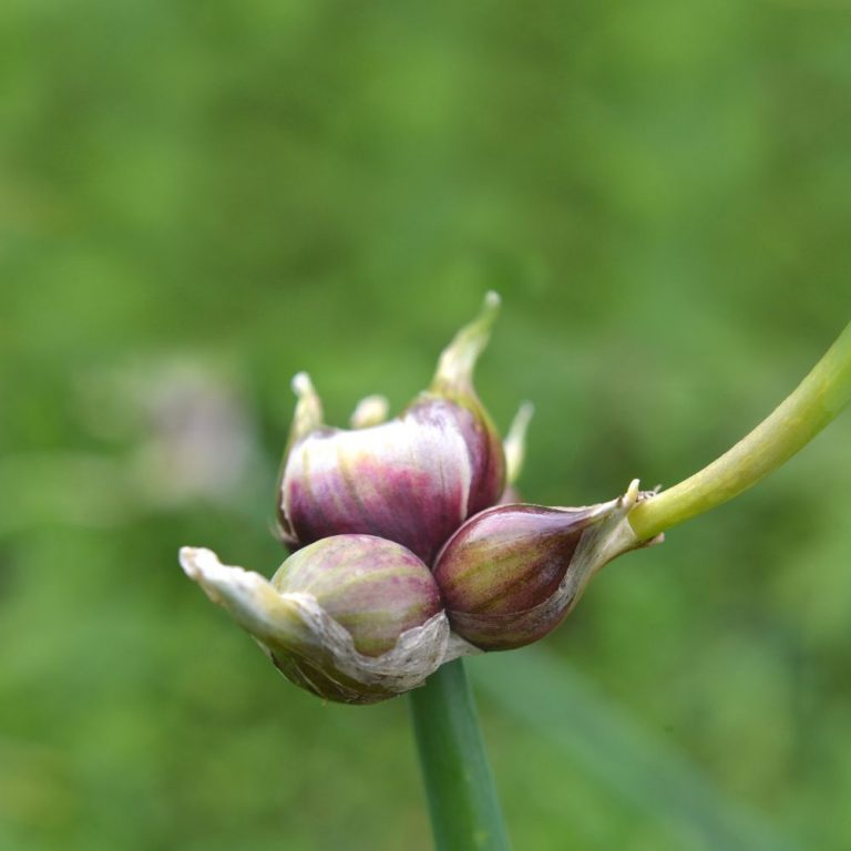 L’oignon égyptien : portrait d’un joyau de notre patrimoine végétal ...