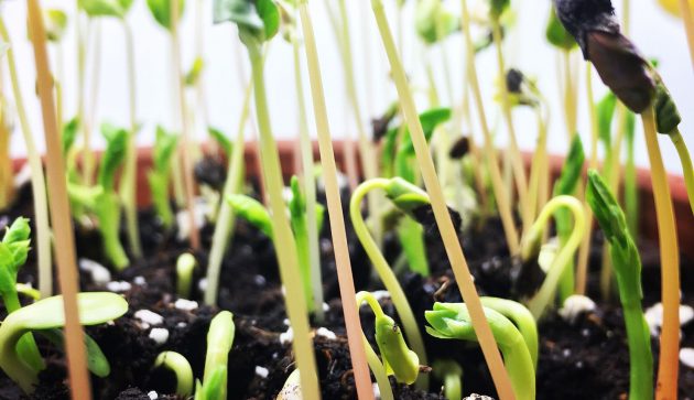 Micropousses et germinations: comment les cultiver soi-même?