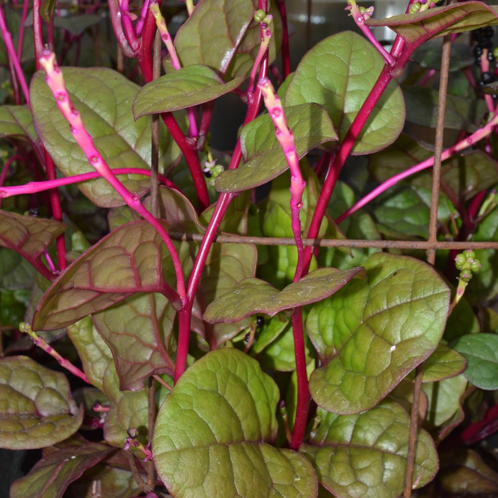 5 semences originales à essayer au potager