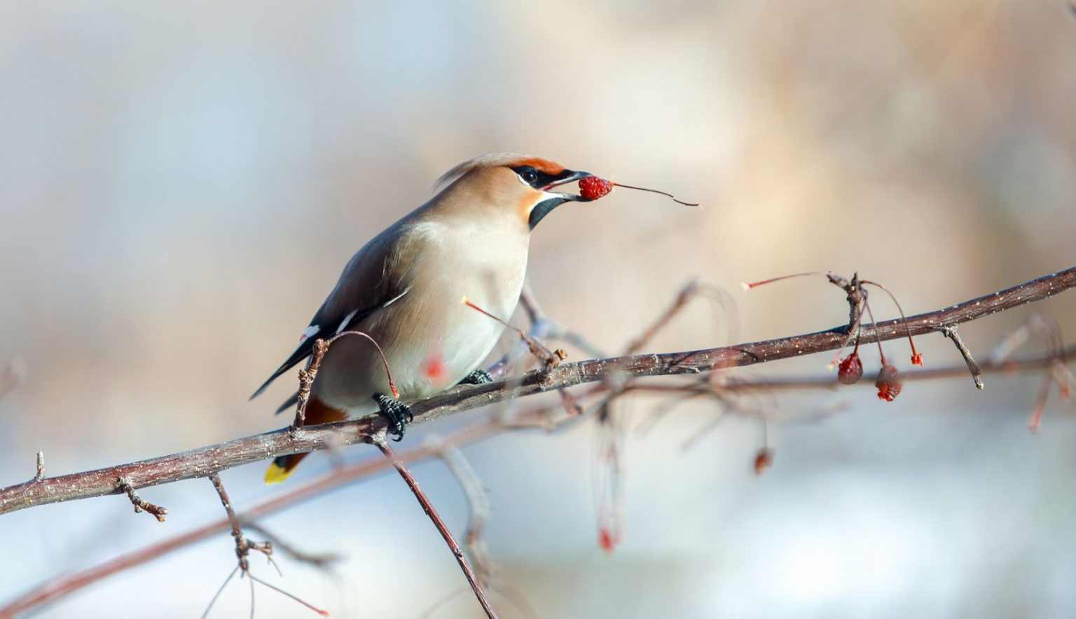 Nos meilleures astuces pour attirer les oiseaux en hiver