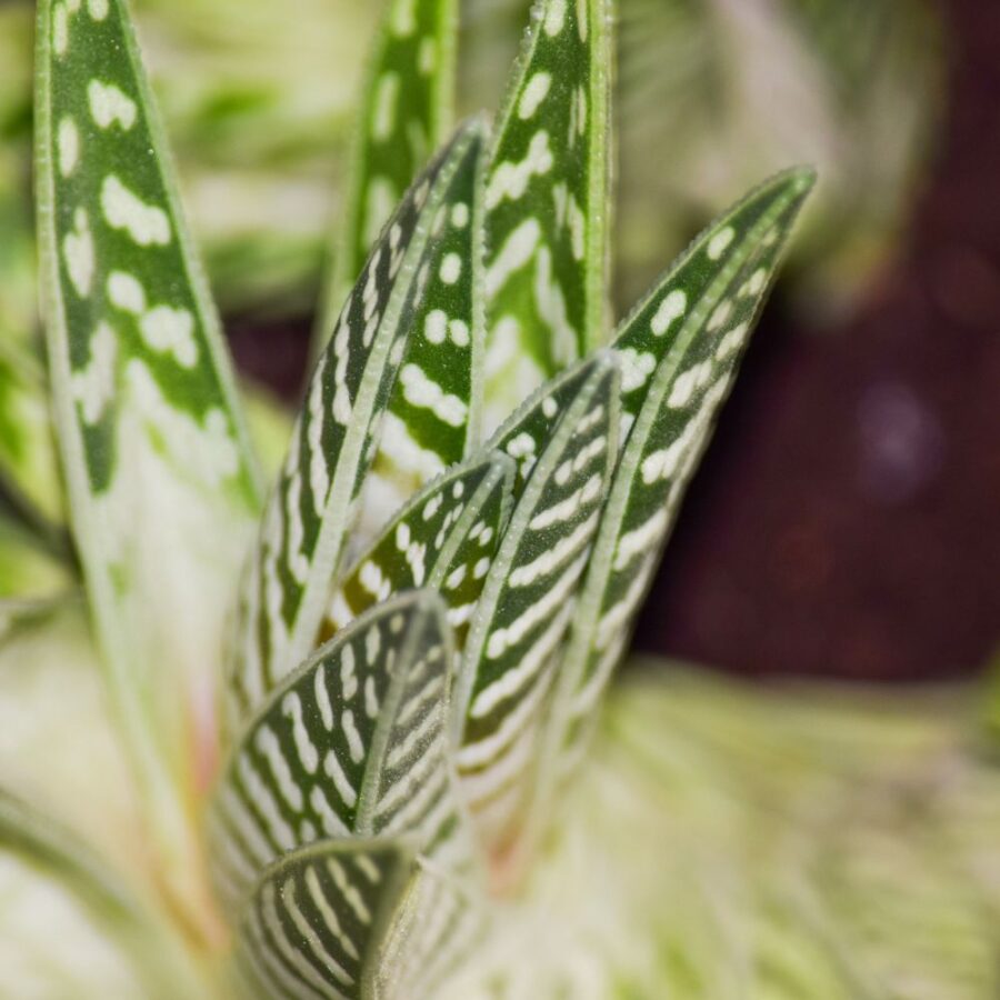 L’aloès: tout savoir sur une plante exceptionnelle!