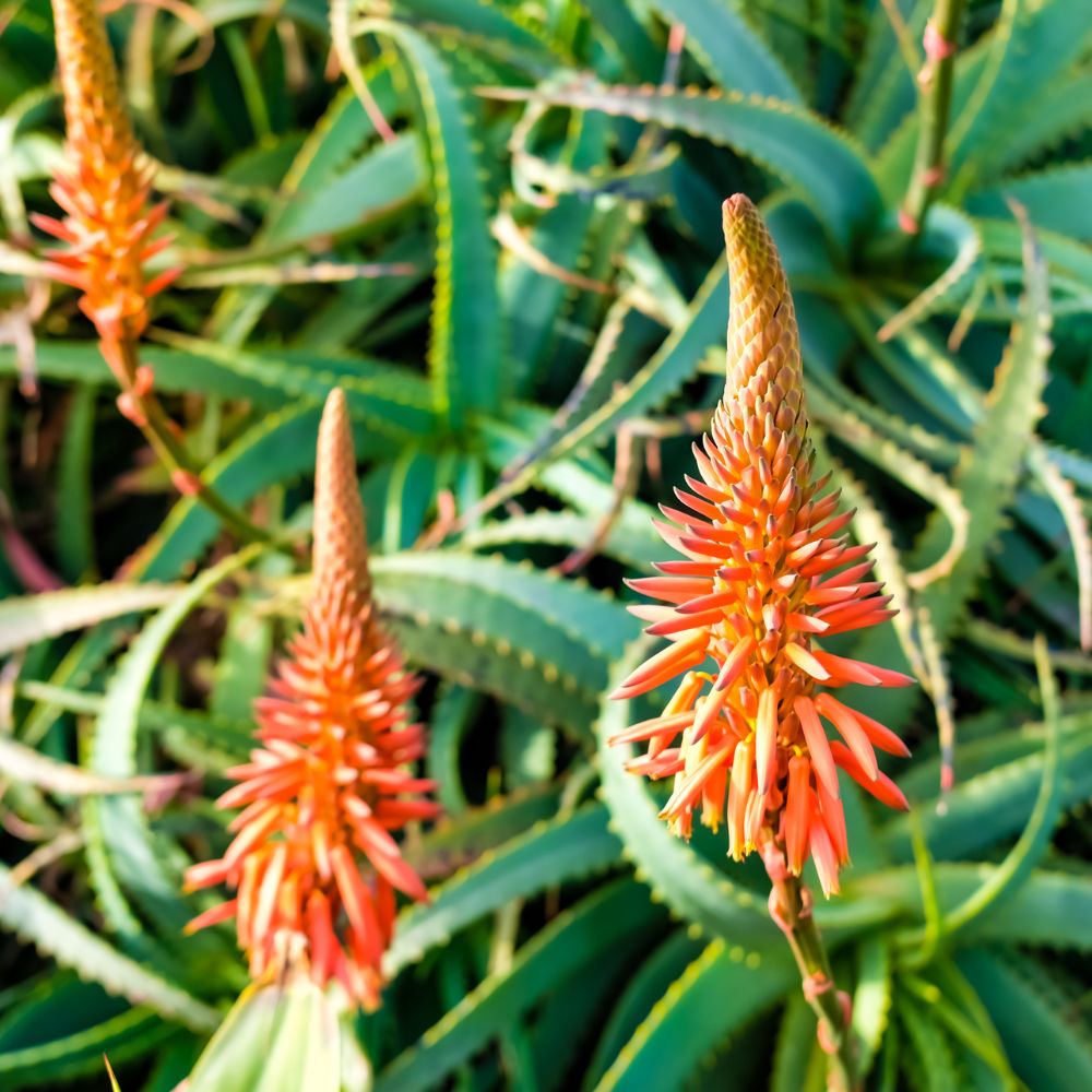 L’aloès: tout savoir sur une plante exceptionnelle!