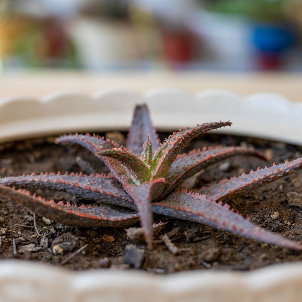 L’aloès: tout savoir sur une plante exceptionnelle!