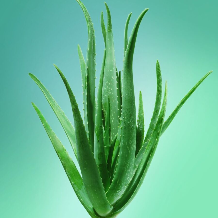 L’aloès: tout savoir sur une plante exceptionnelle!