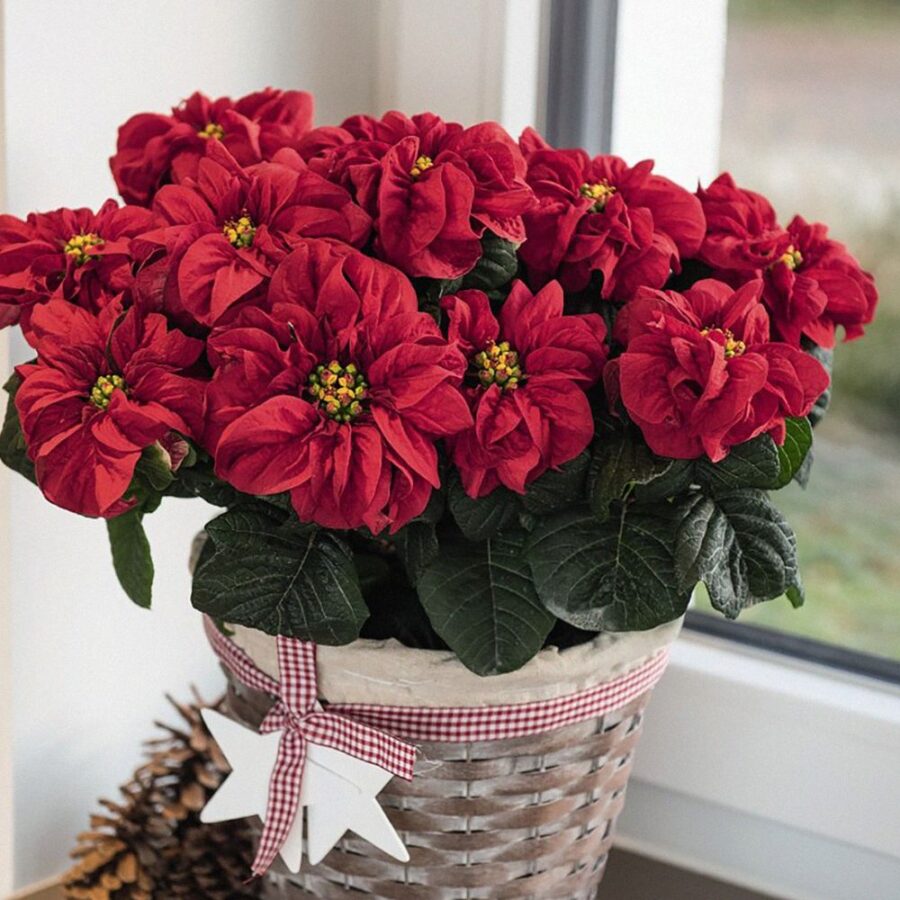 Tout savoir sur le poinsettia