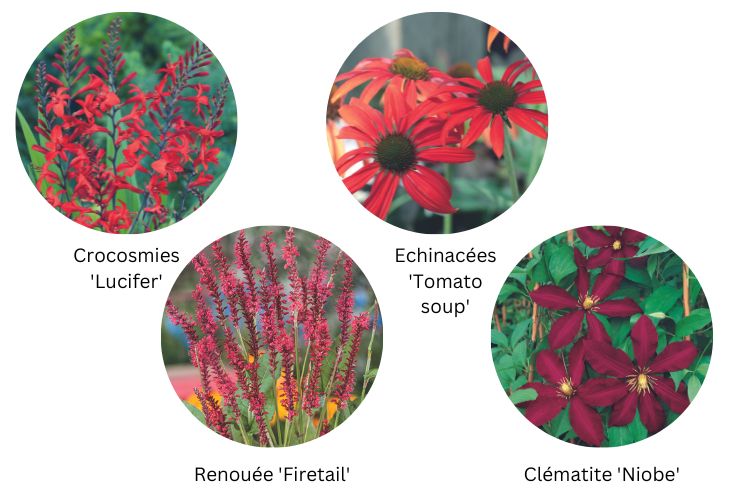 Plantes de couleur verte, rouge ou bleue pour des aménagements colorés