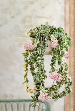 Fleur de porcelaine: tout savoir sur le Hoya